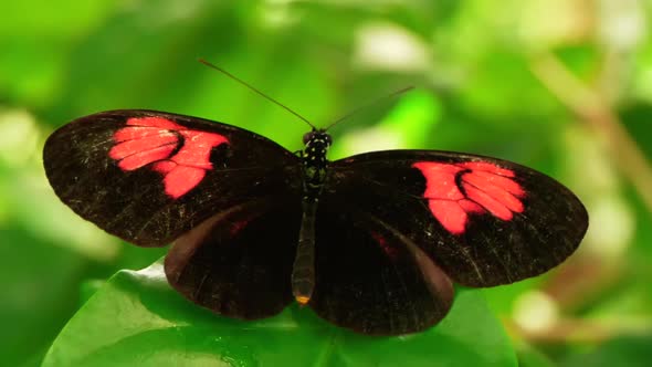 HD - Butterfly communication. Slow motion close-up, Stock Footage ...
