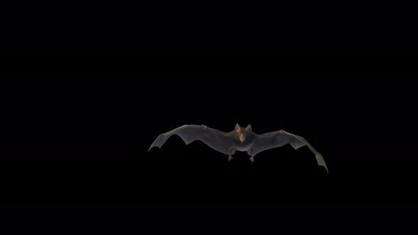 Bat Transition Front 4 K, Motion Graphics | VideoHive