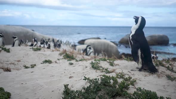 Slowmotion of an African Penguin Shaking its Head with Other Penguins ...