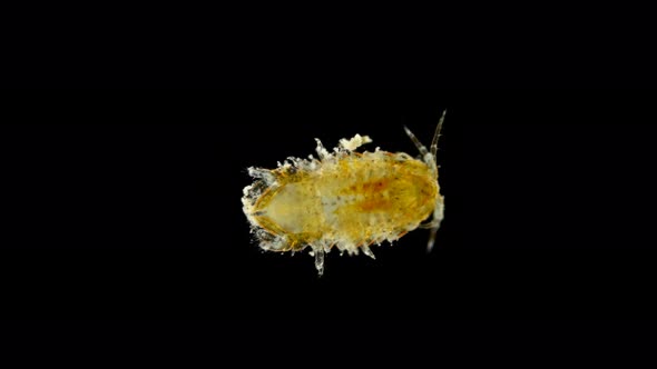 Plankton and Zooplankton of the Black Sea, Crustacean Cilicaea Sp ...