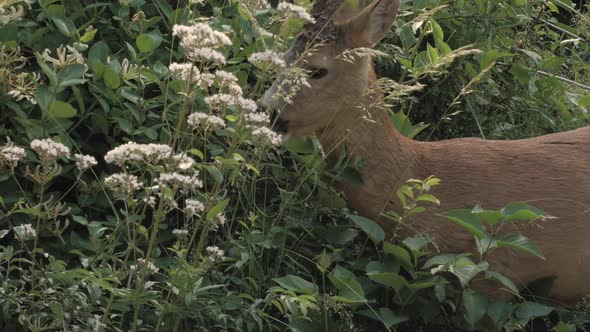 Roe Deer Eating, Stock Footage | VideoHive