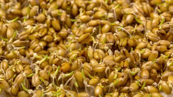 Wheat Sprout Growing Timelapse, Stock Footage | VideoHive