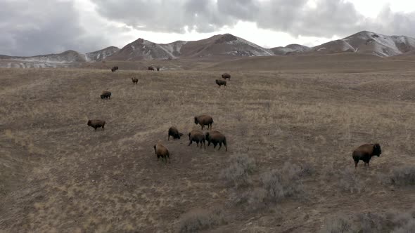 bison in mountains close up aerial, Stock Footage | VideoHive