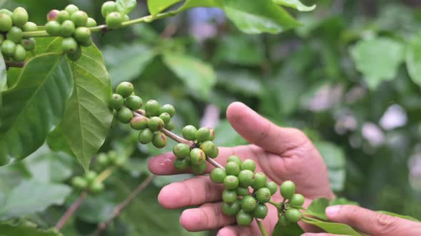 Gardeners take care of the coffee beans on the plant., Stock Footage