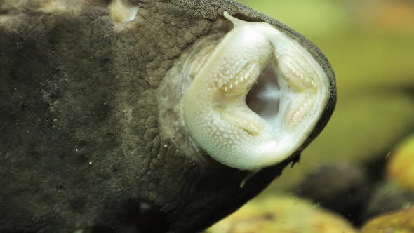 Fish mouth on glass with teeth and breathing gills, Stock Footage ...