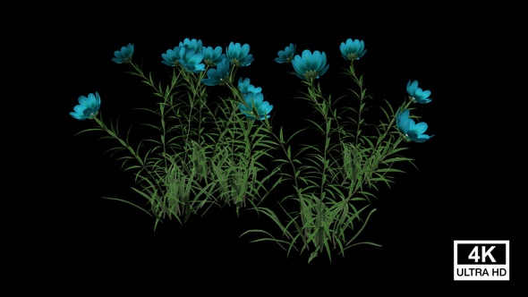 Wild Flowers Growing, Motion Graphics | VideoHive