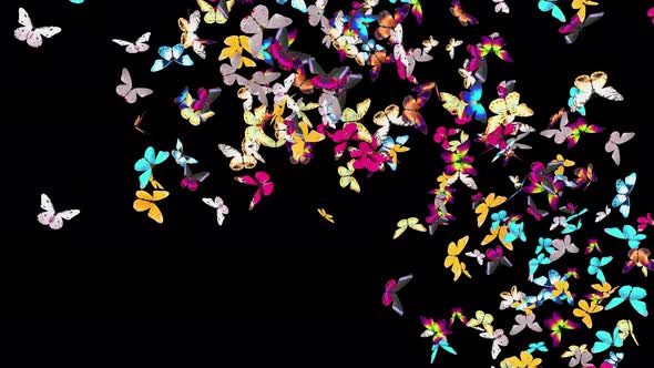 02 Butterfly 4K, Motion Graphics | VideoHive