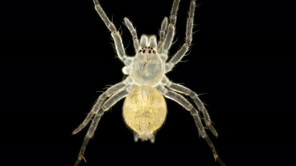 Spider Under a Microscope, Arachnida Class, Arthropoda Squad, Stock Footage