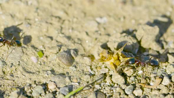 Small ants gathering food at seashore, Stock Footage | VideoHive