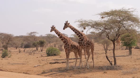 African Giraffes Show Tenderness And Love For Each Other Rub Their ...