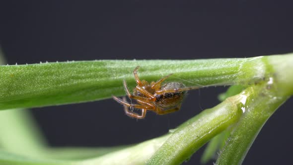 Little Red Garden Spider On A Branch With Raindrops Falling During ...