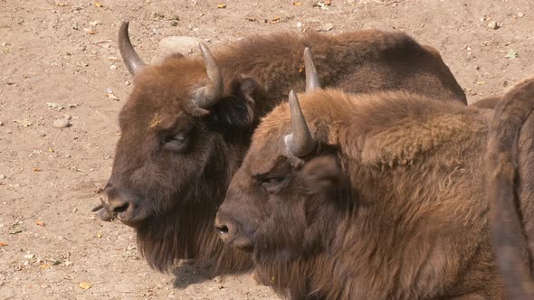 Couple of wild bisons relaxing on stony field during beautiful weather ...