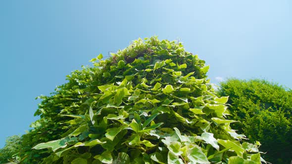 Round Tall Green Bush in the Garden, Stock Footage | VideoHive