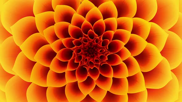 Opening Of The Yellow Flower, Motion Graphics | VideoHive