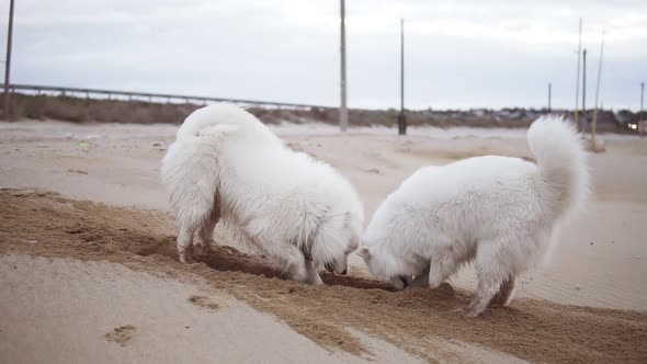 Two Cute Samoyed Dogs are Digging Sand on the Beach, Stock Footage