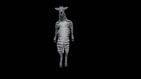 63 Zebra Dancing HD, Motion Graphics | VideoHive