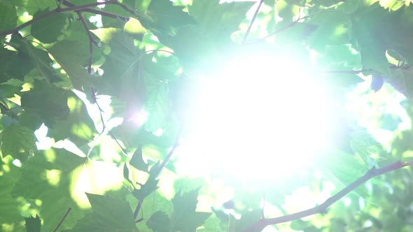 Tree Flare Sun Shine, Stock Footage | VideoHive