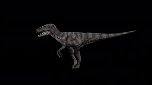 4K Velociraptor Walk, Motion Graphics | VideoHive