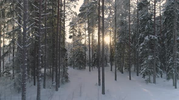 Sun Shining Through Trees in Winter at Sunset, Stock Footage | VideoHive