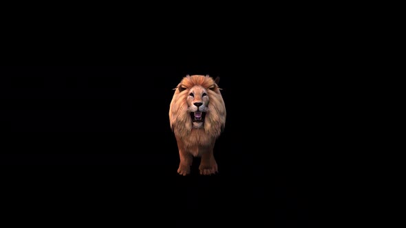 Lion Run Front View, Motion Graphics | VideoHive