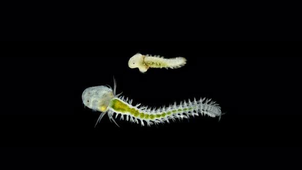 The Polychaete Worm Larva Under a Microscope From the Phyllodocidae ...