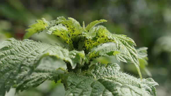 Plant of wild common nettle close-up 4K 2160p 30fps UltraHD footage ...