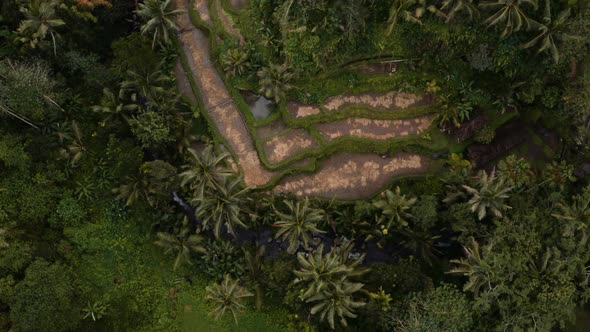 Overhead view of terraced rice paddies in middle of verdant Bali jungle ...