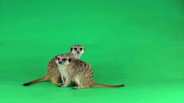 Two Meerkats Isolated on a Green Background Screen., Stock Footage