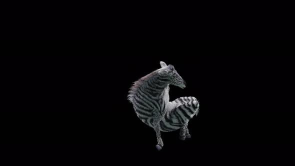 47 Zebra Dancing 4K, Motion Graphics | VideoHive