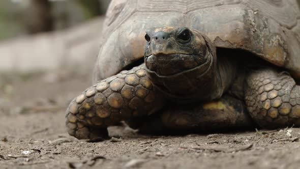 A Huge Turtle Coming Out of Shell, Stock Footage | VideoHive