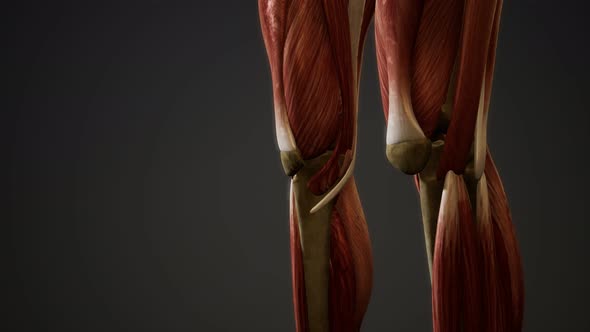 Muscular System of Human Body Animation, Motion Graphics | VideoHive