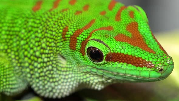 Macro of day geckos face and eyes as it looks around, Stock Footage