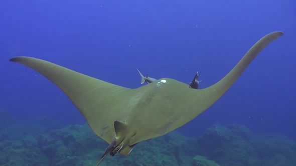 sicklefin devil ray drifting over reef on the Azores with pilot fishes ...