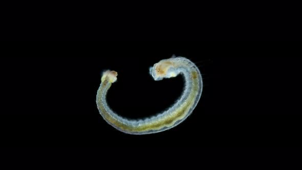 Worm Larva Nektoheta Under a Microscope Family Spionidae Class ...