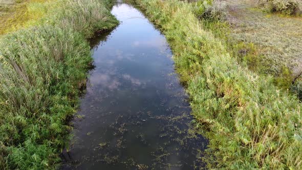 Overgrown Lake. Algae and duckweed on the surface of pond, Stock Footage