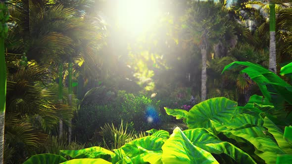 Green Jungle, Motion Graphics | VideoHive