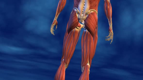 Muscular System lower body animation,, Motion Graphics | VideoHive