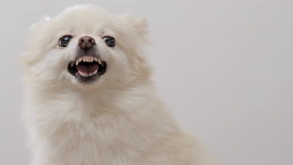 White Pomeranian getting angry, Stock Footage | VideoHive