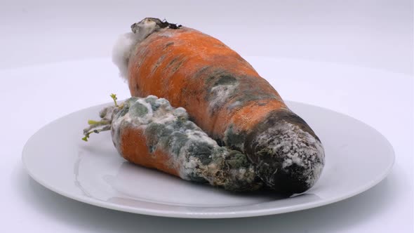 Rotten carrot covered with mold. Red carrots spoiled by time, Stock Footage