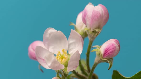 Apple Tree Blooming Timelapse, Stock Footage | VideoHive