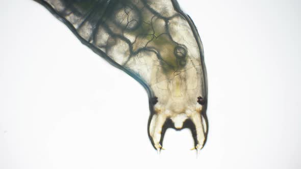 Aquatic Insect Larvae Through A Powerful Microscope, Stock Footage