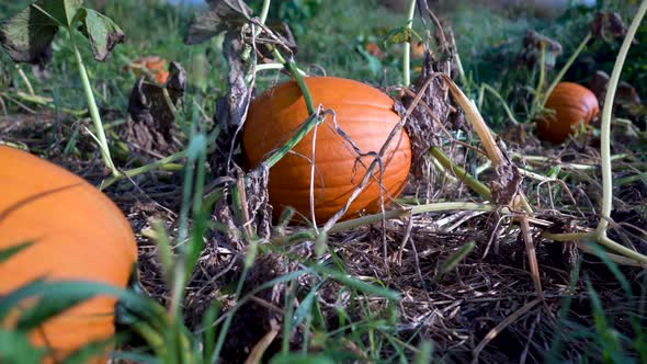 Dolly motion to the left of large pumpkins in a field at sunrise with ...