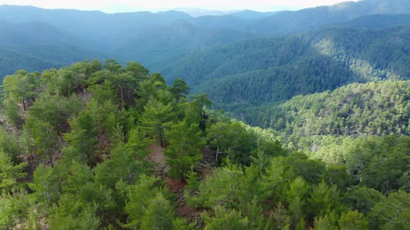 Aerial View of Forest in Cyprus at Sunny Weather Drone Shot Flying Over ...