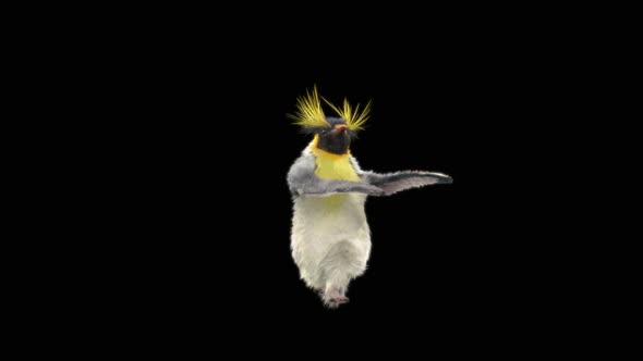 Penguin Dancing HD, Motion Graphics | VideoHive