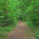 Forest & Path 4K, Stock Footage | VideoHive