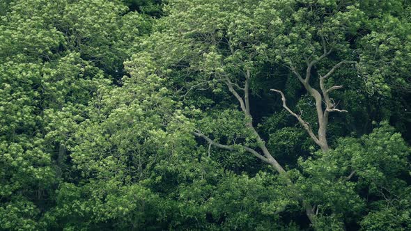 Large Trees Shaking In The Wind, Stock Footage | VideoHive