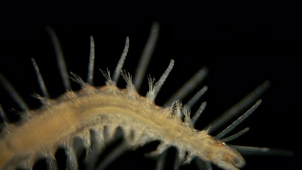 a Sea Ciliary Worm Under a Microscope, of the Syllidae Family, Differs ...