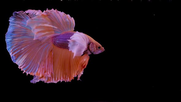 Siamese Elephant Ear Fighting Fish Betta Splendens 09, Stock Footage