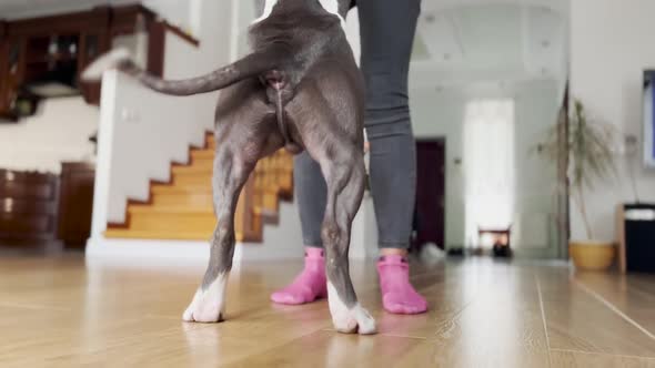 Back View Dog Standing on Hind Legs Wagging Tail Rejoicing Owner Coming ...