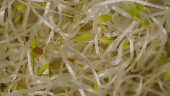 Alfalfa Lucerne Sprouts , Stock Footage | VideoHive